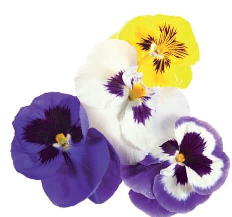 In bloom - Foraging in Malta - Served Magazine